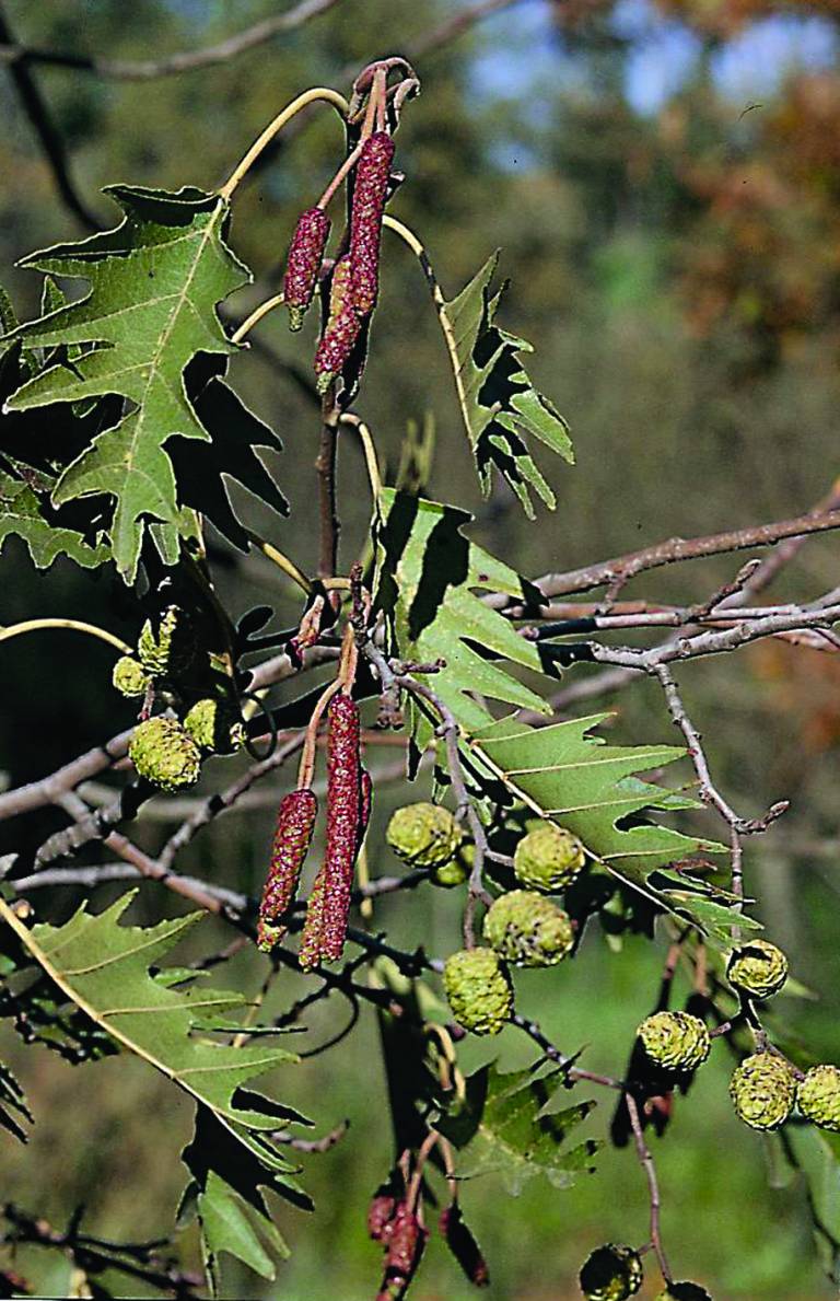 ALNUS - Catalogo Margheriti