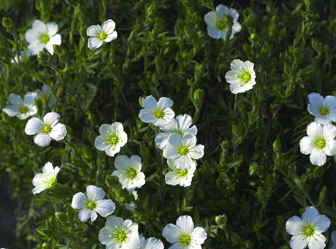 Arenaria montana - Catalogo Margheriti