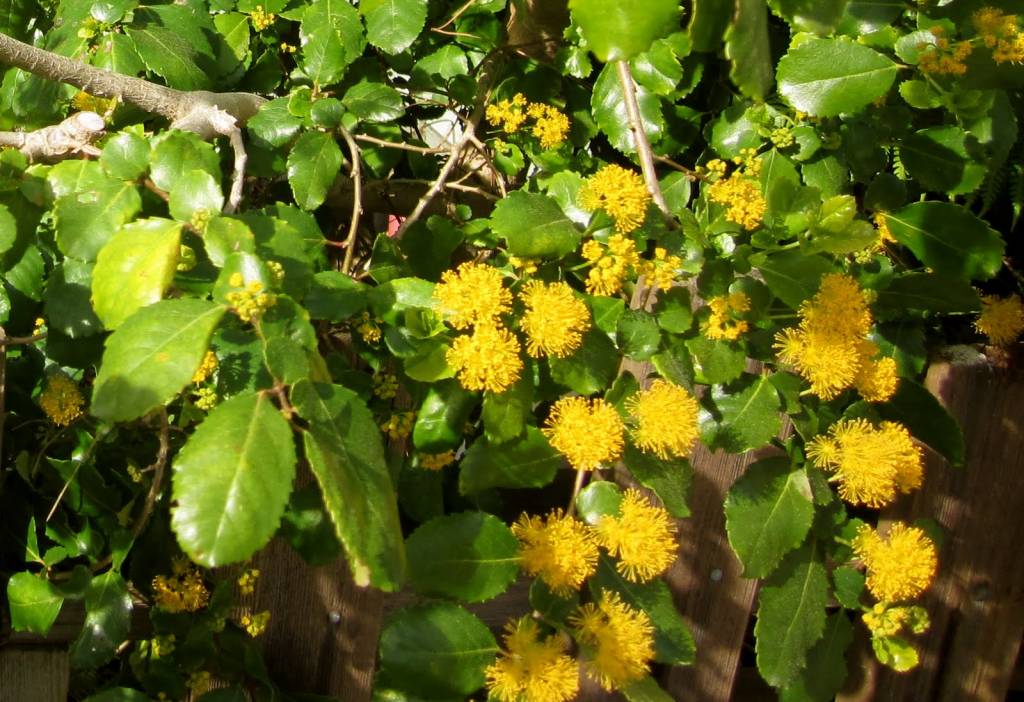 AZARA - Catalogo Margheriti