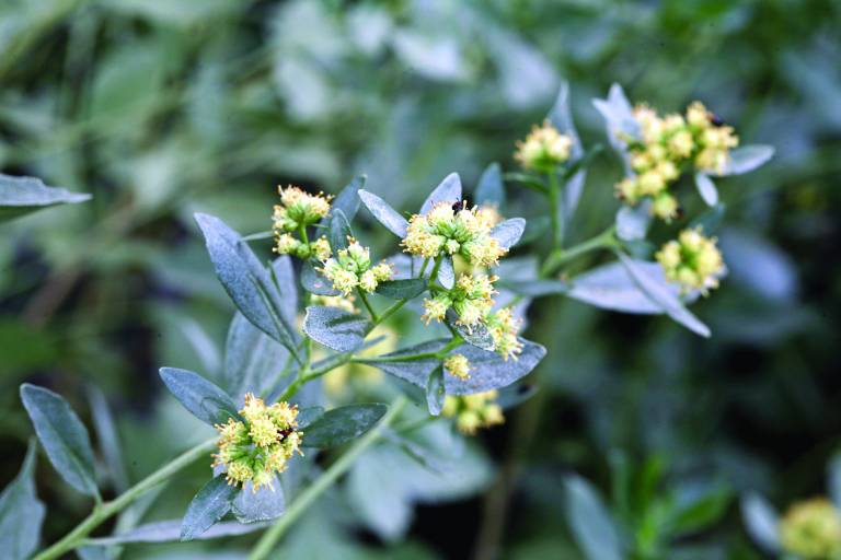 BACCHARIS - Catalogo Margheriti