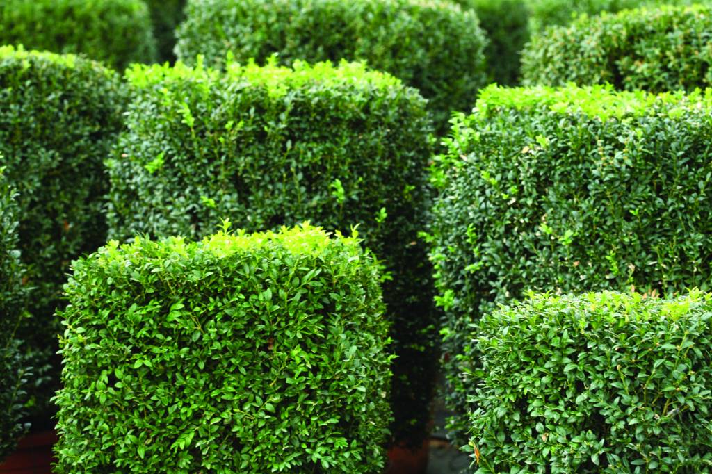 BUXUS - Catalogo Margheriti