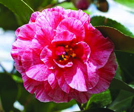 CAMELLIA - parte 2 - Catalogo Margheriti