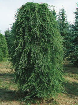 Cedrus deodara ‘Pendula’ - Catalogo Margheriti