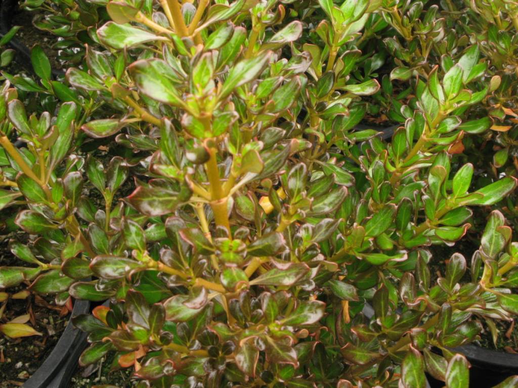 COPROSMA - Catalogo Margheriti