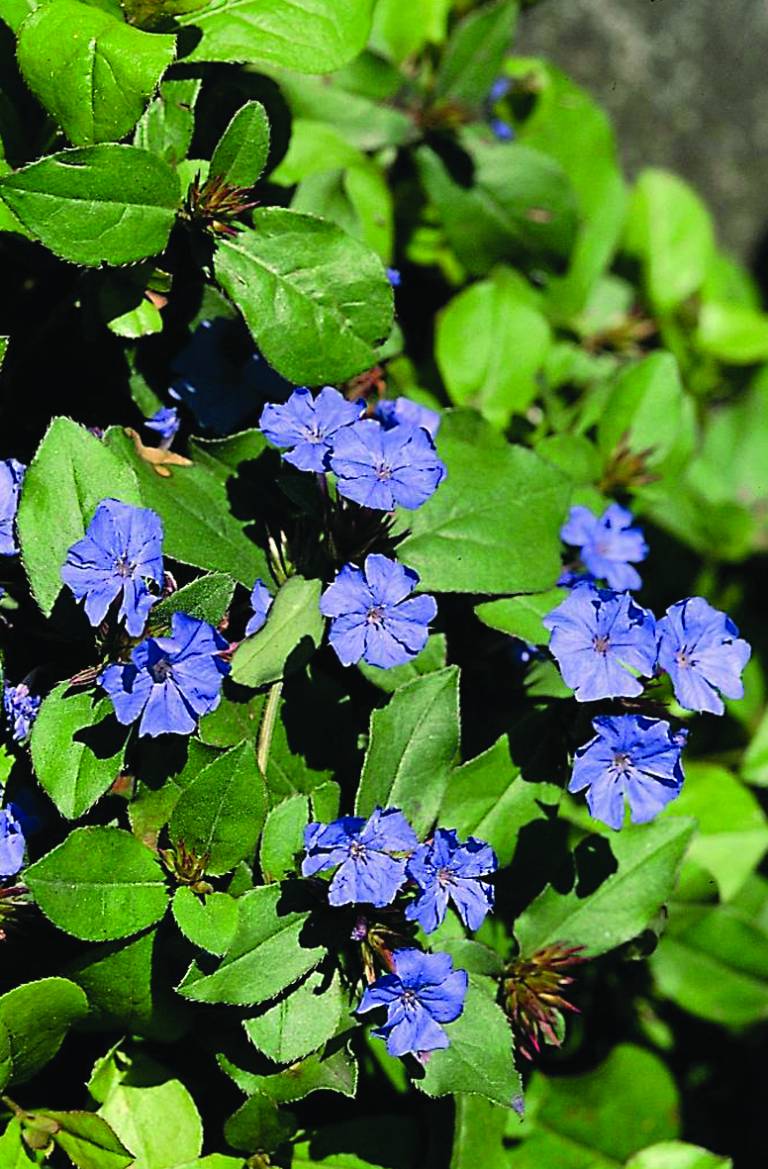 CERATOSTIGMA - Catalogo Margheriti