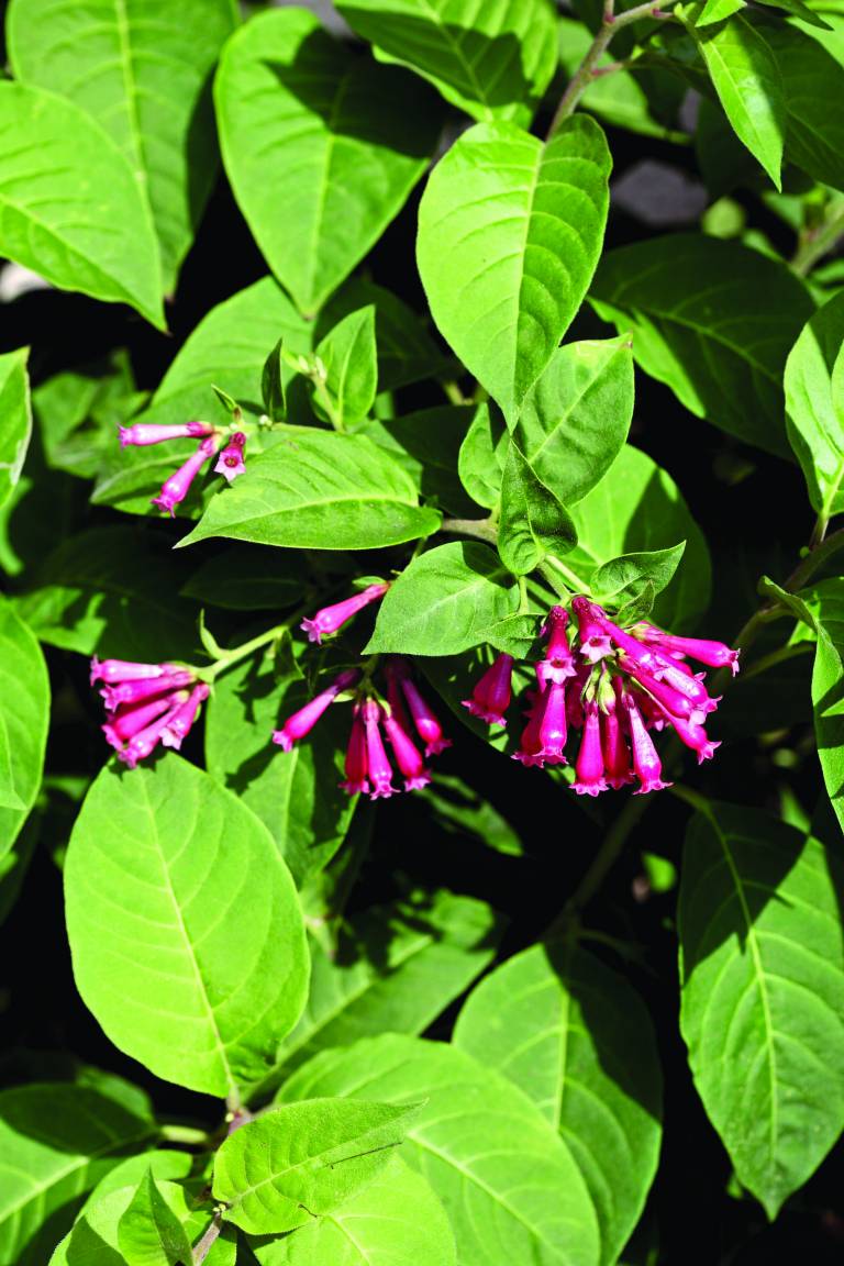 CESTRUM - Catalogo Margheriti