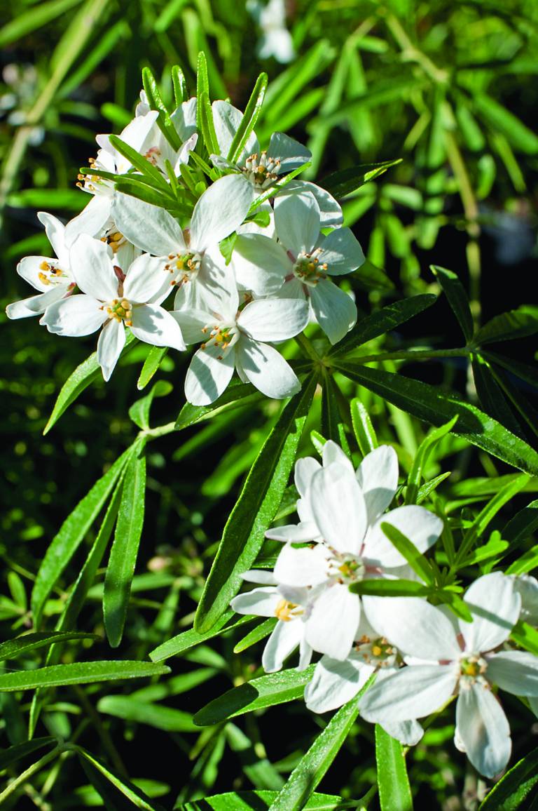 CHOISYA - Catalogo Margheriti