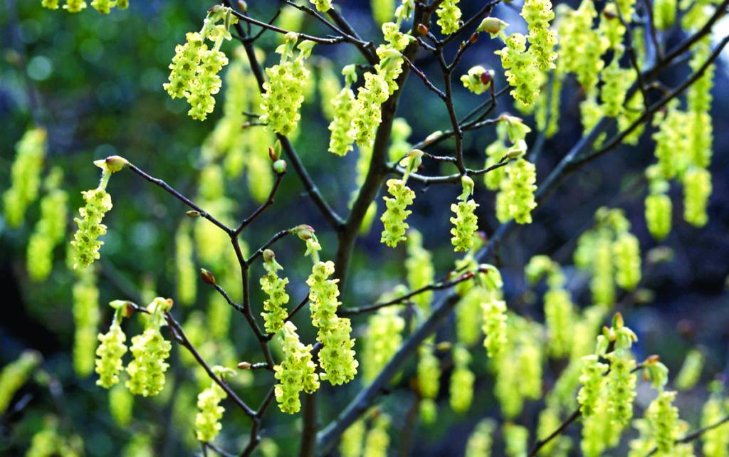 CORYLOPSIS - Catalogo Margheriti