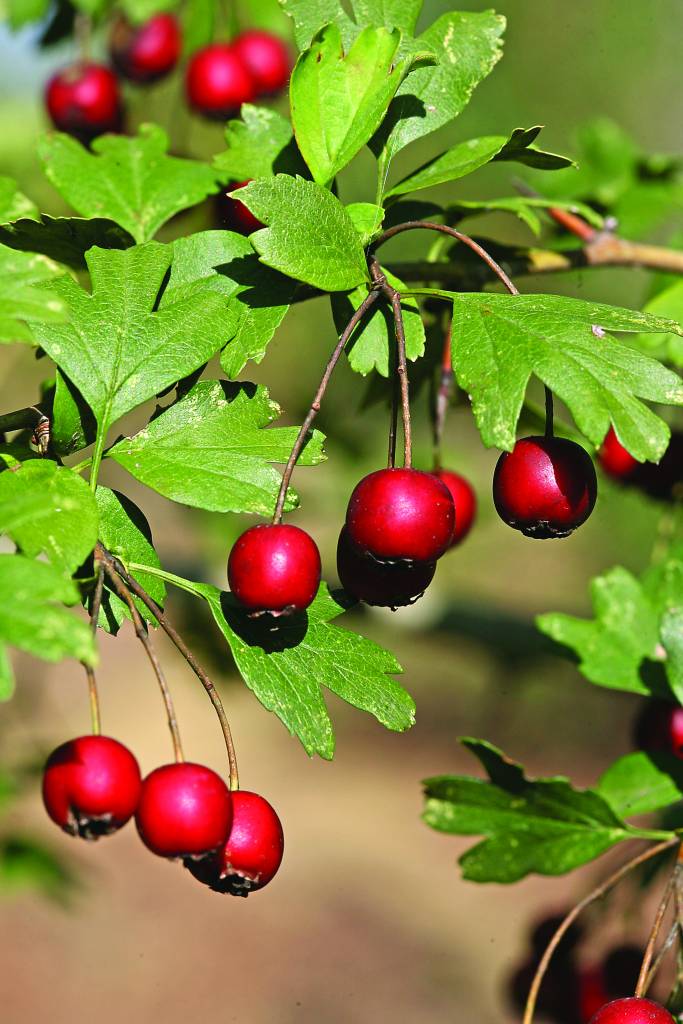 CRATAEGUS - Catalogo Margheriti
