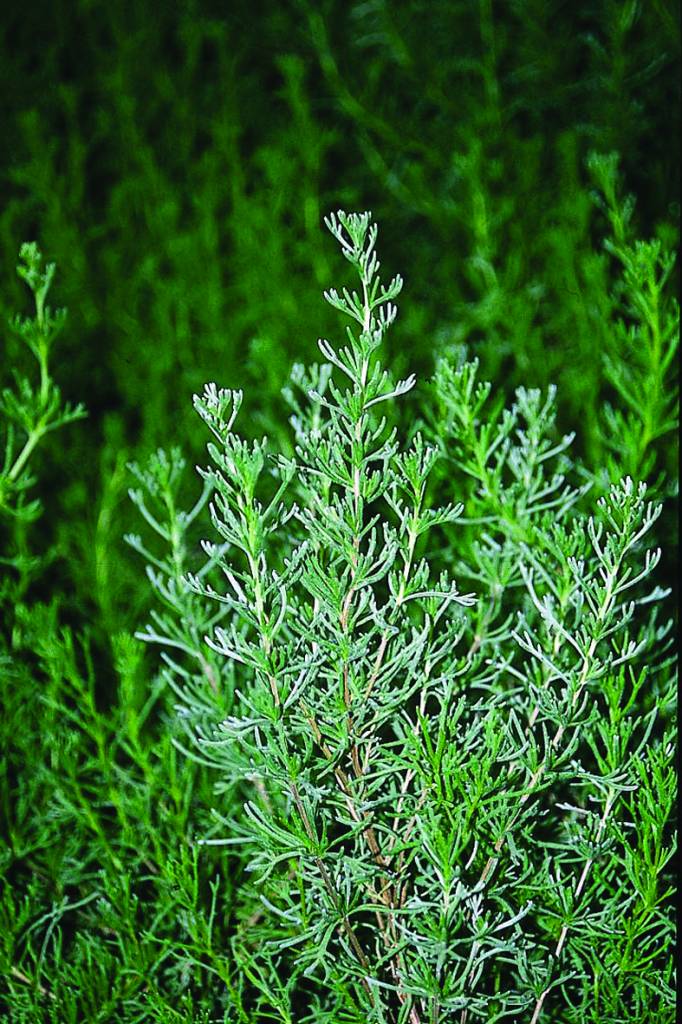 ERIOCEPHALUS - Catalogo Margheriti