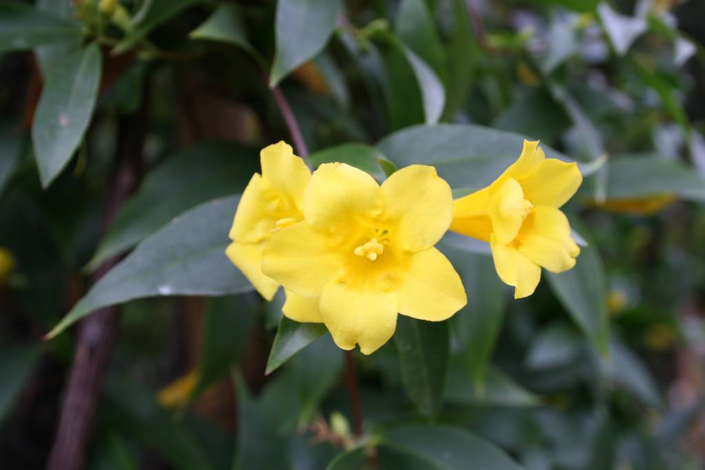 GELSEMIUM - Catalogo Margheriti