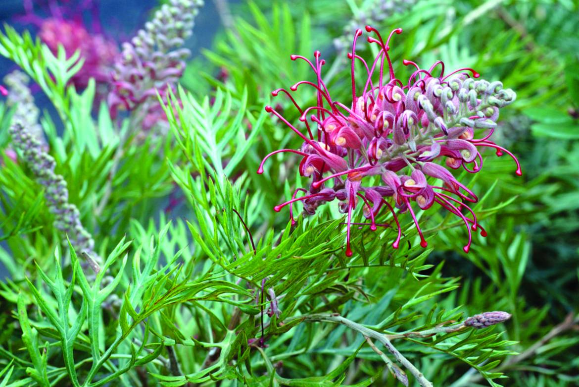 Grevillea 'Robyn Gordon' 003 - Catalogo Margheriti