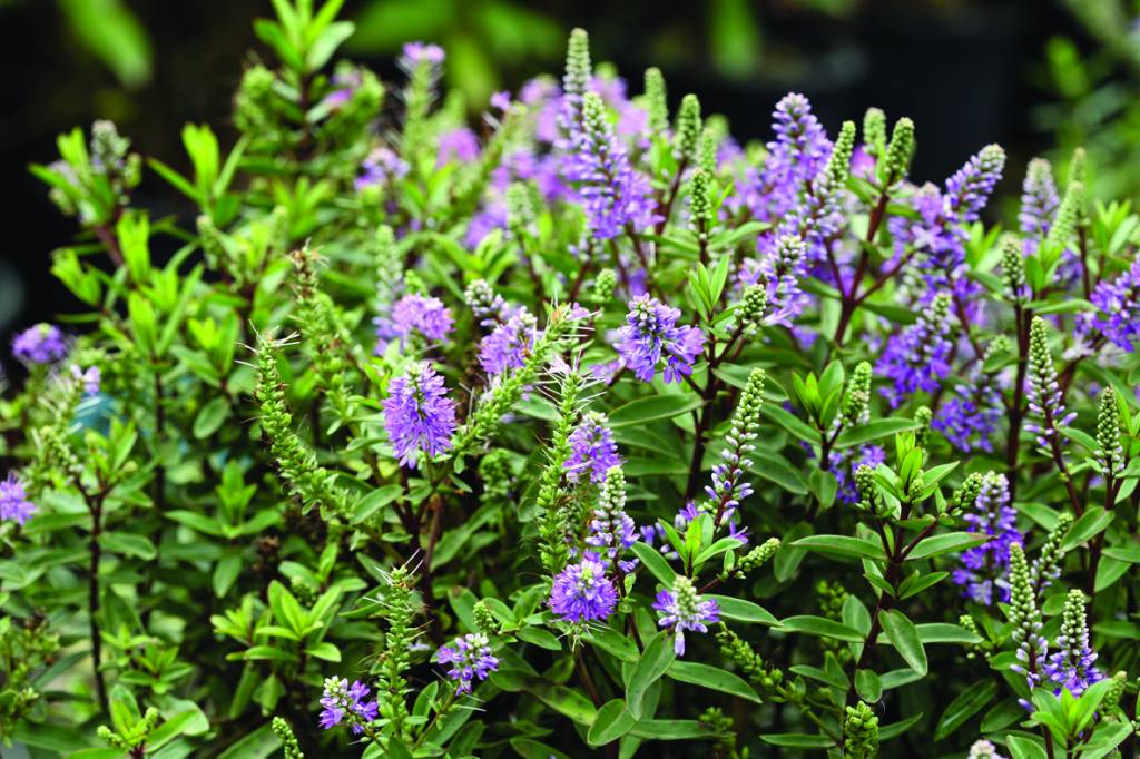 HEBE - Parte 1 - Catalogo Margheriti