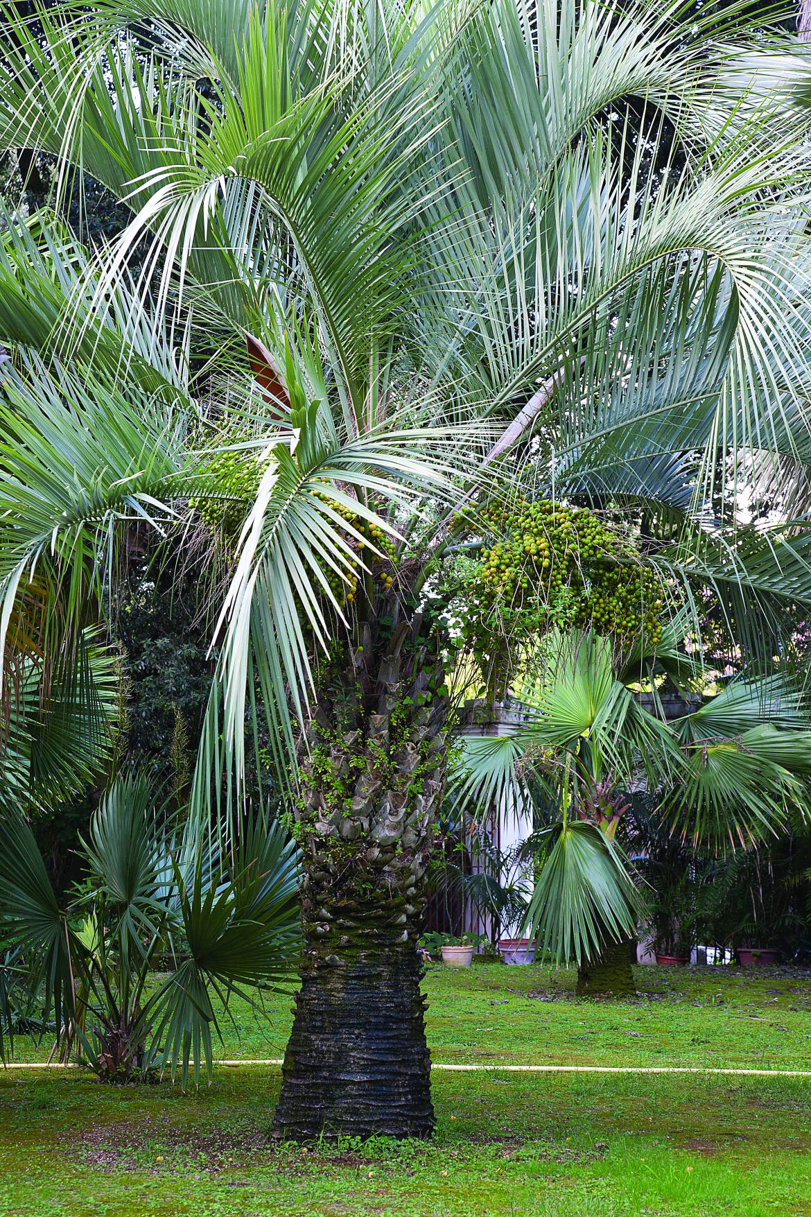 Butia capitata 01 - Catalogo Margheriti