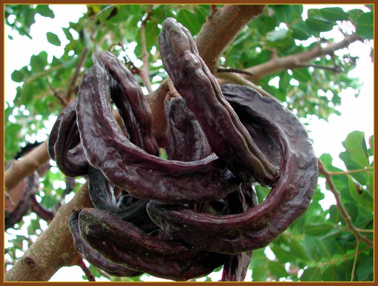 CARRUBO / CAROB TREE / CAROUBIER - Catalogo Margheriti