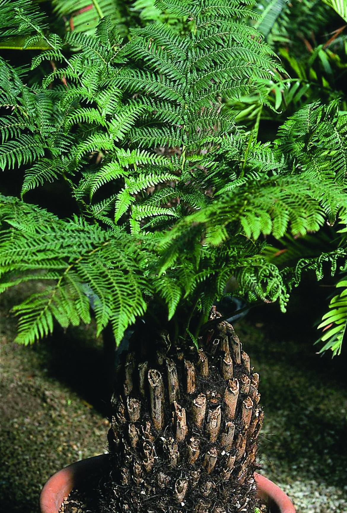 Cyathea antarctica - Catalogo Margheriti