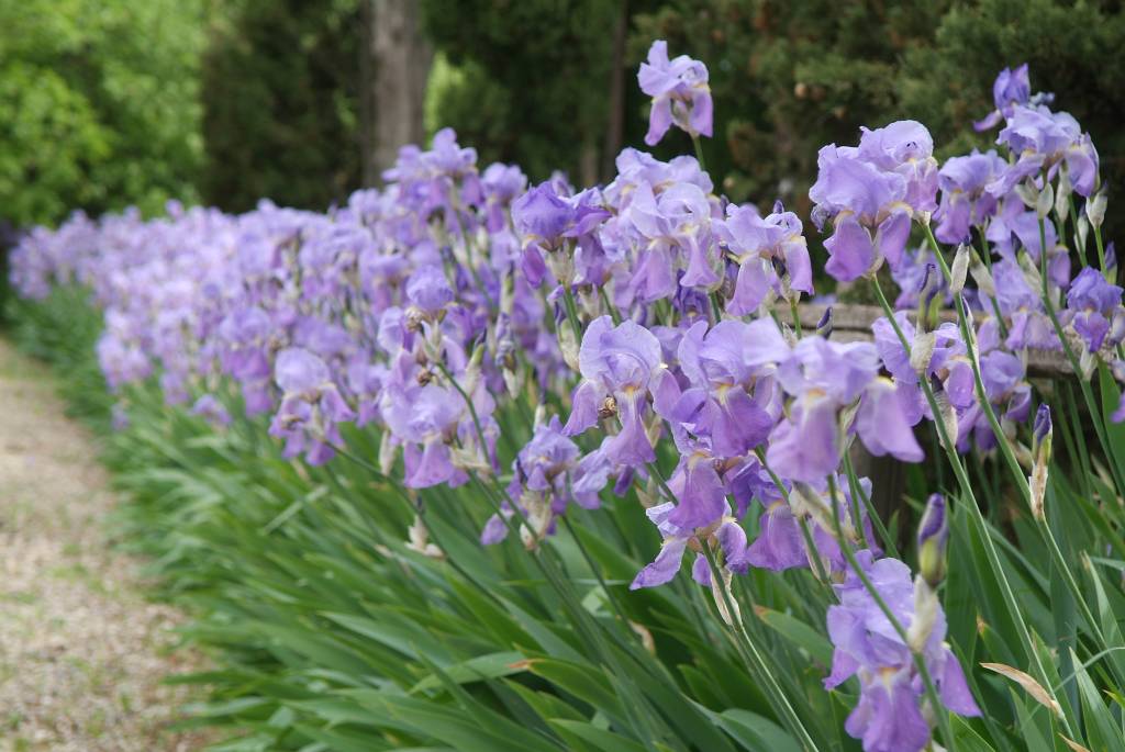 IRIS - Catalogo Margheriti