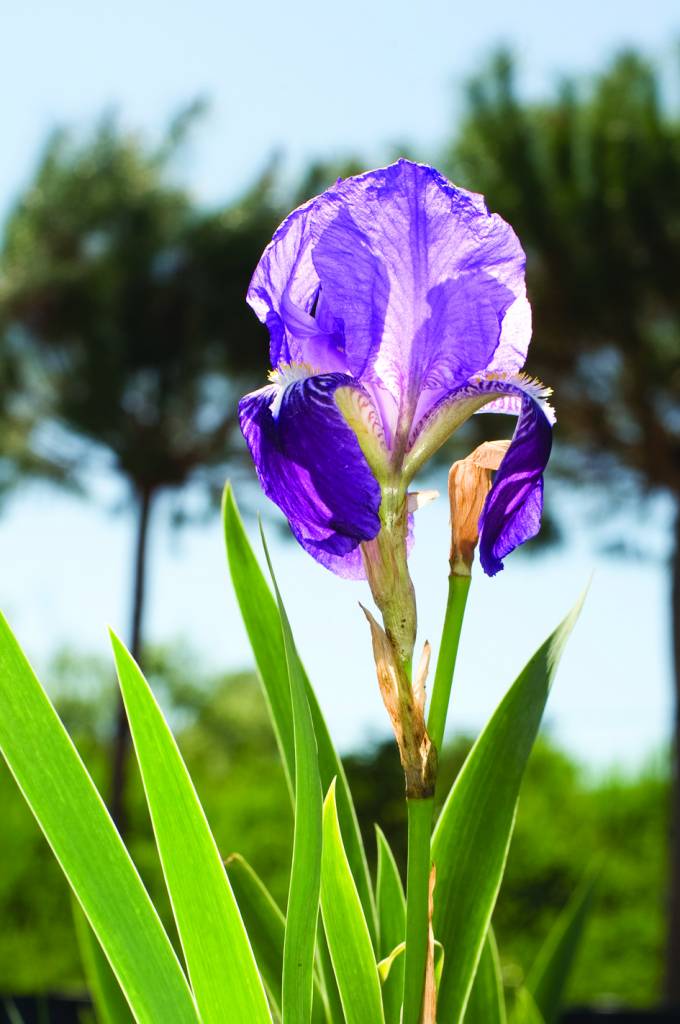 IRIS - Catalogo Margheriti