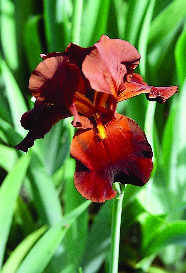 IRIS - Catalogo Margheriti