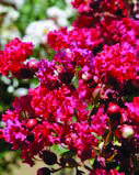 LAGERSTROEMIA - Parte 2 - Catalogo Margheriti