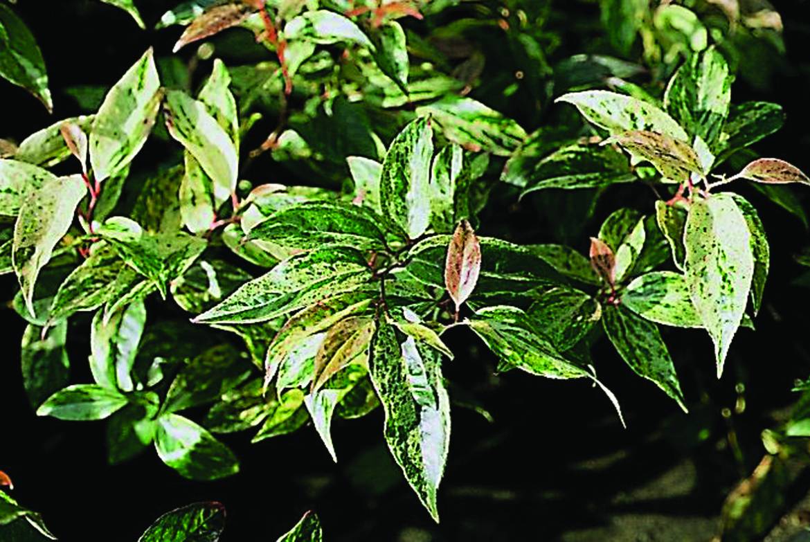 Leucothoe fontanesiana 'Rainbow' - Catalogo Margheriti