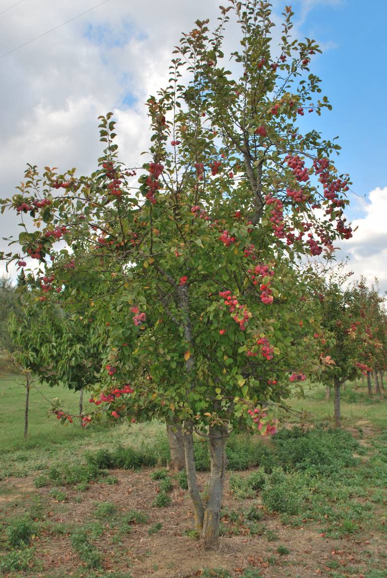 MALUS - Parte 1 - Catalogo Margheriti