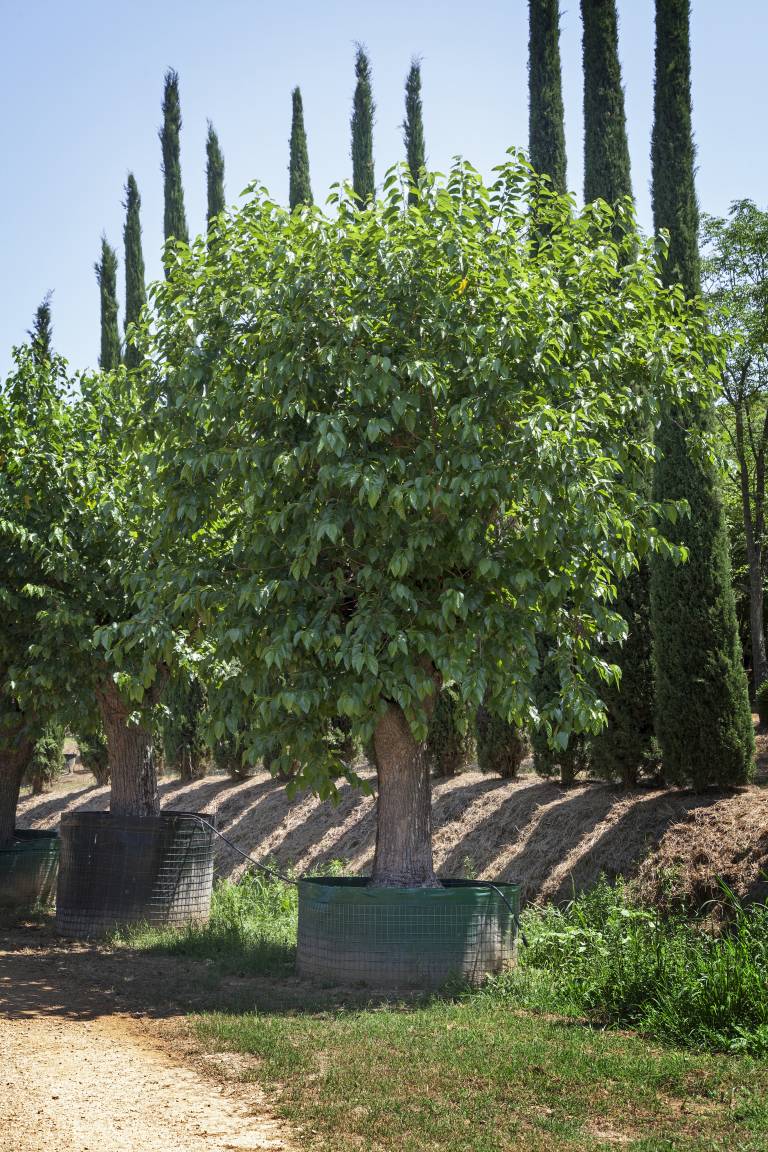 MORUS - Catalogo Margheriti