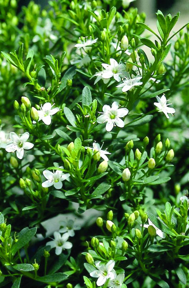 MYOPORUM - Catalogo Margheriti