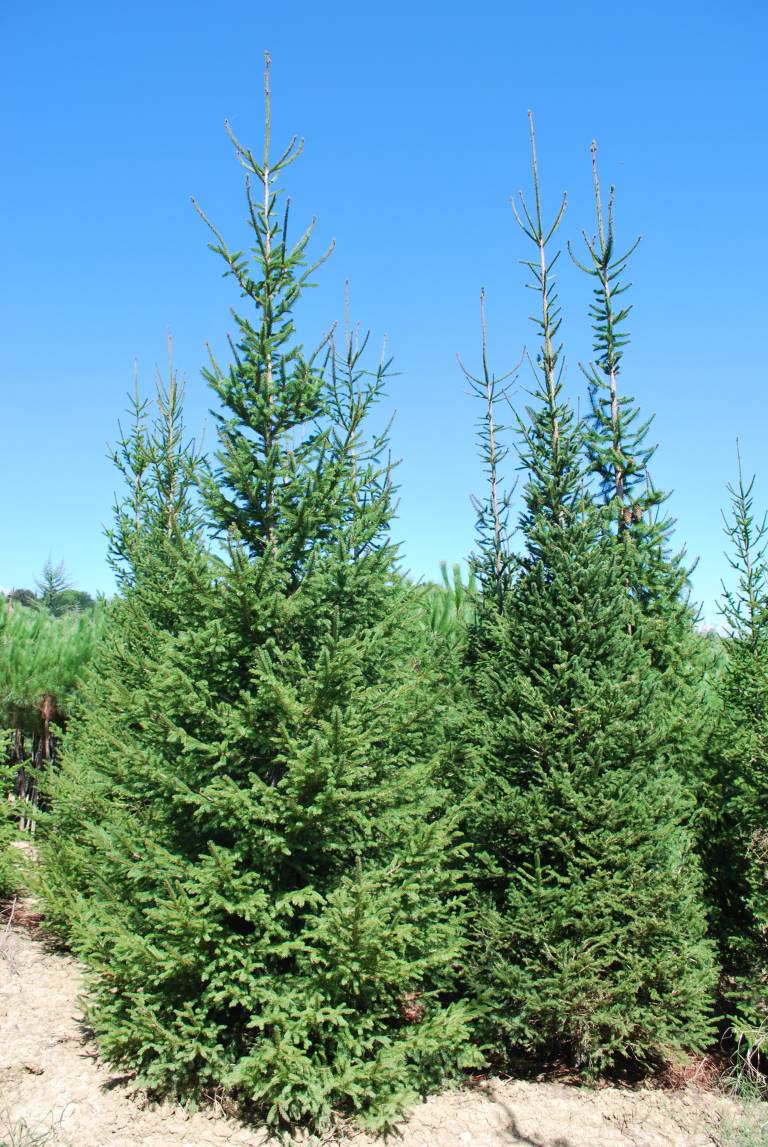 PICEA - Catalogo Margheriti