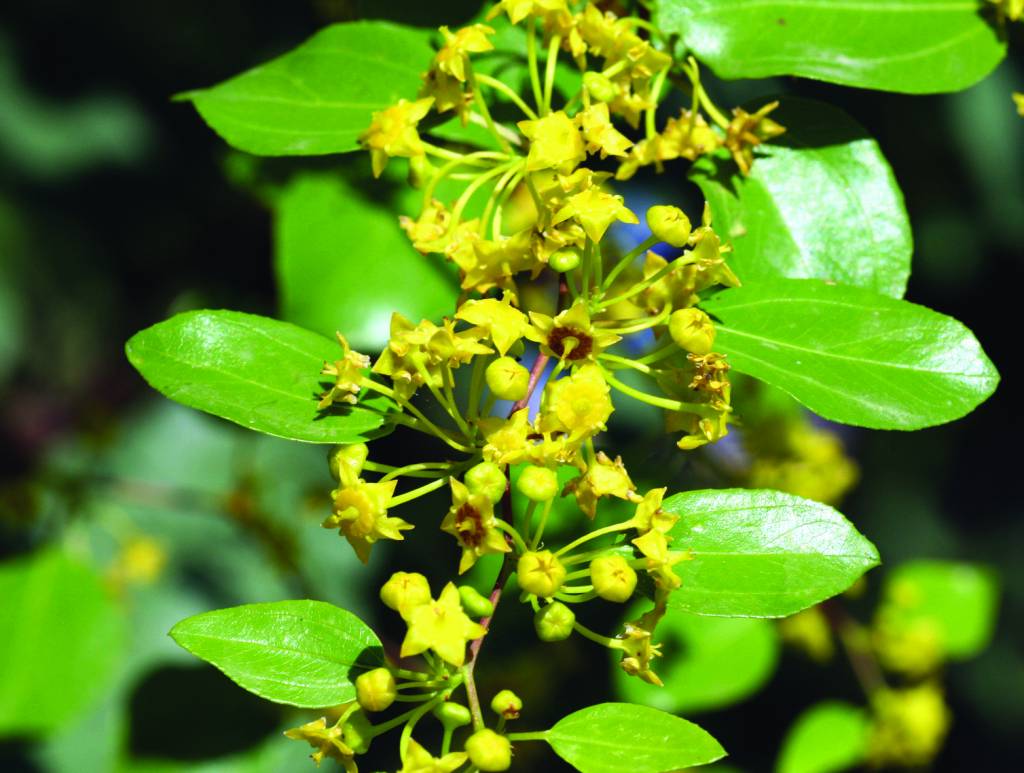 PALIURUS - Catalogo Margheriti