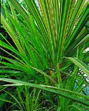 PANDANUS - Catalogo Margheriti
