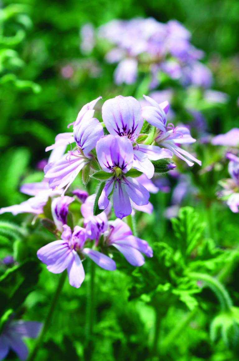 PELARGONIUM - Catalogo Margheriti