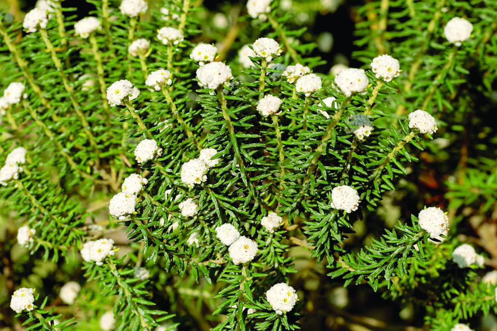 PHYLICA - Catalogo Margheriti