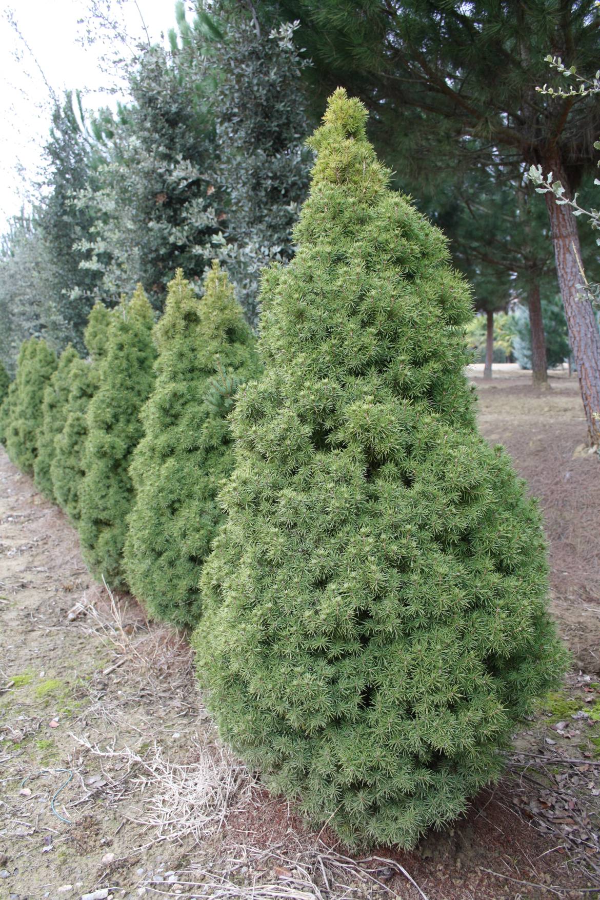 Picea Glauca Var Albertiana Conica (7) - Catalogo Margheriti