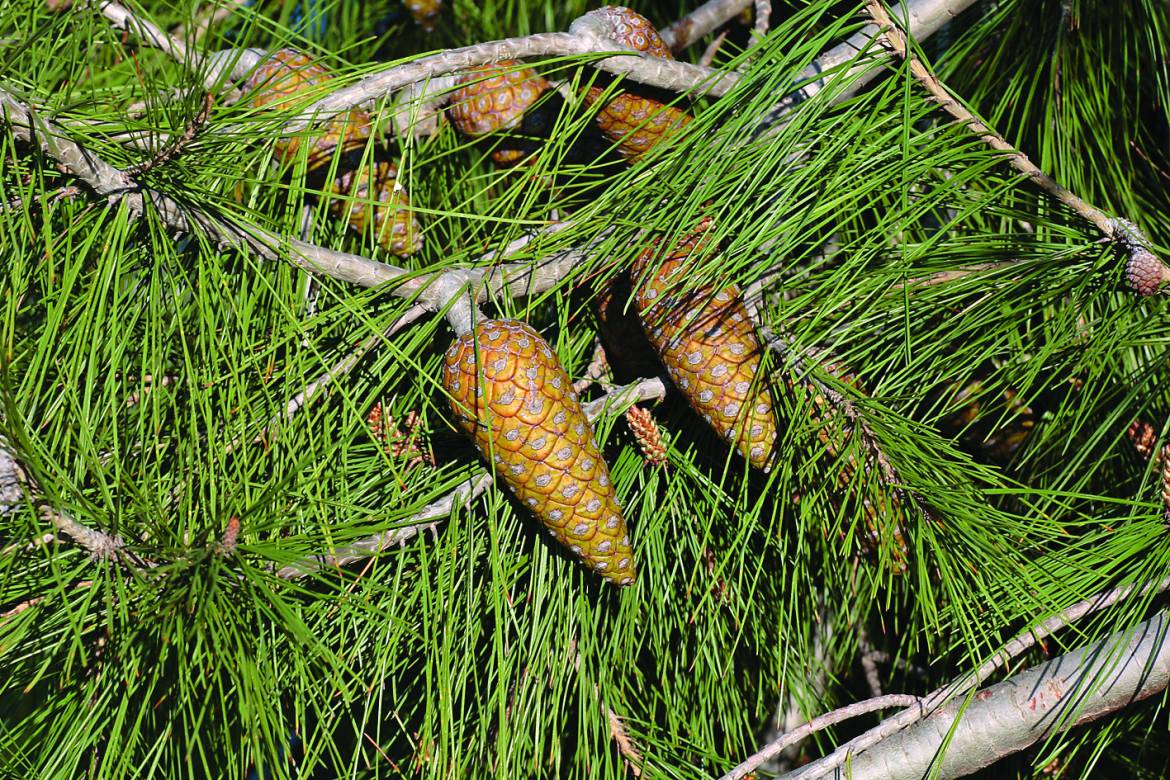 Pinus pinaster 001 - Catalogo Margheriti