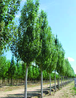 Populus alba ‘Pyramidalis’ - Catalogo Margheriti