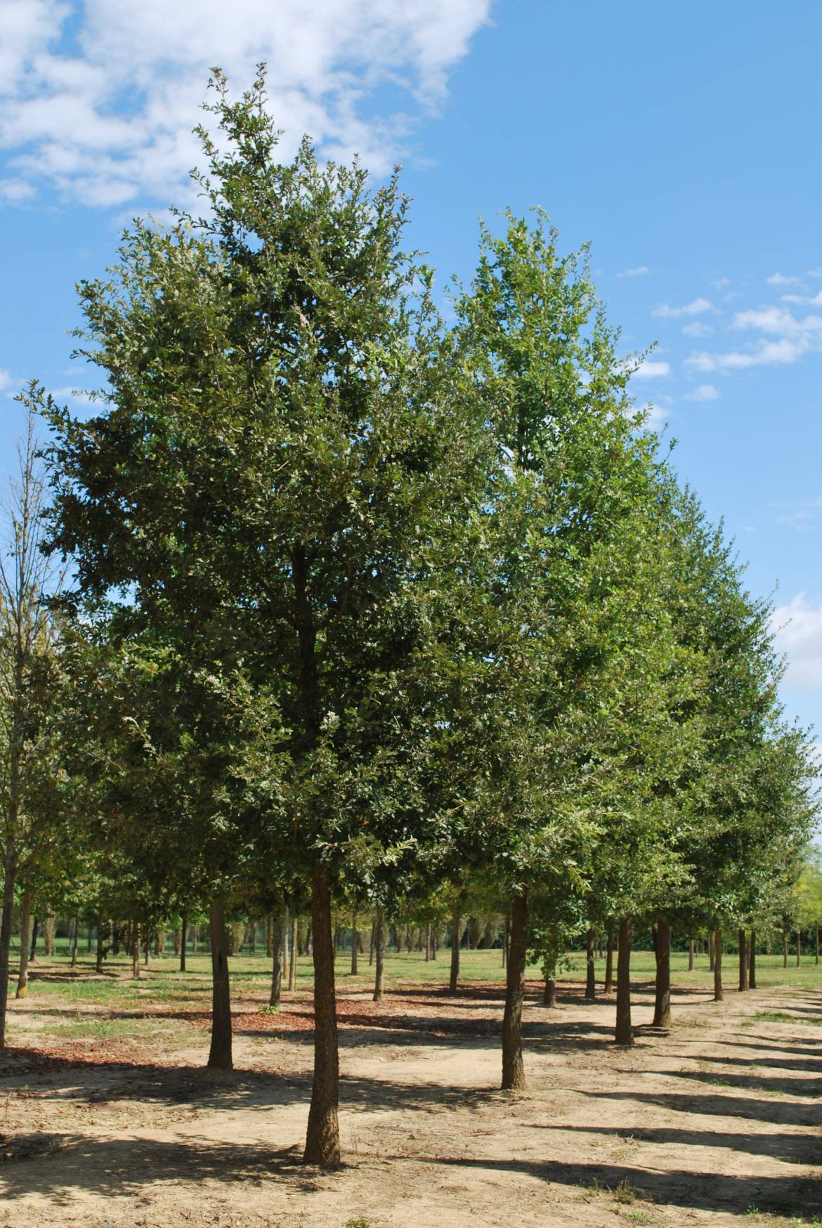 Quercus pubescens - Catalogo Margheriti