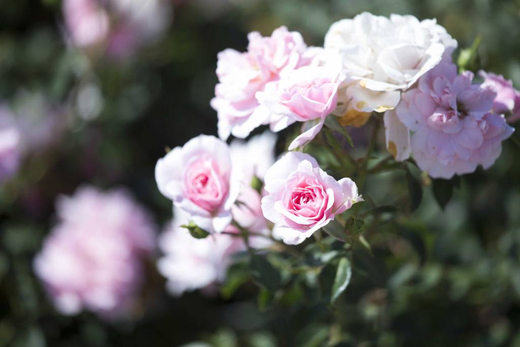 ROSE MODERNE / MODERN ROSES / ROSES MODERNES - Parte 1 - Catalogo ...