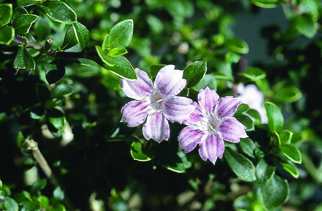 SERISSA - Catalogo Margheriti