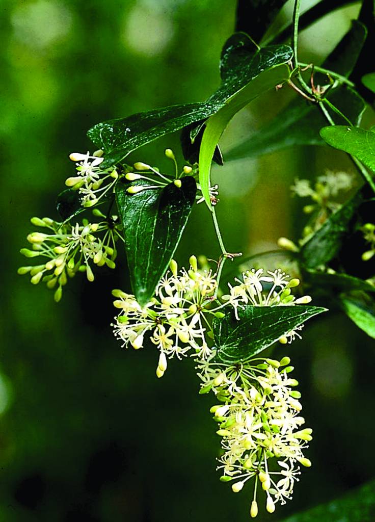 SMILAX - Catalogo Margheriti