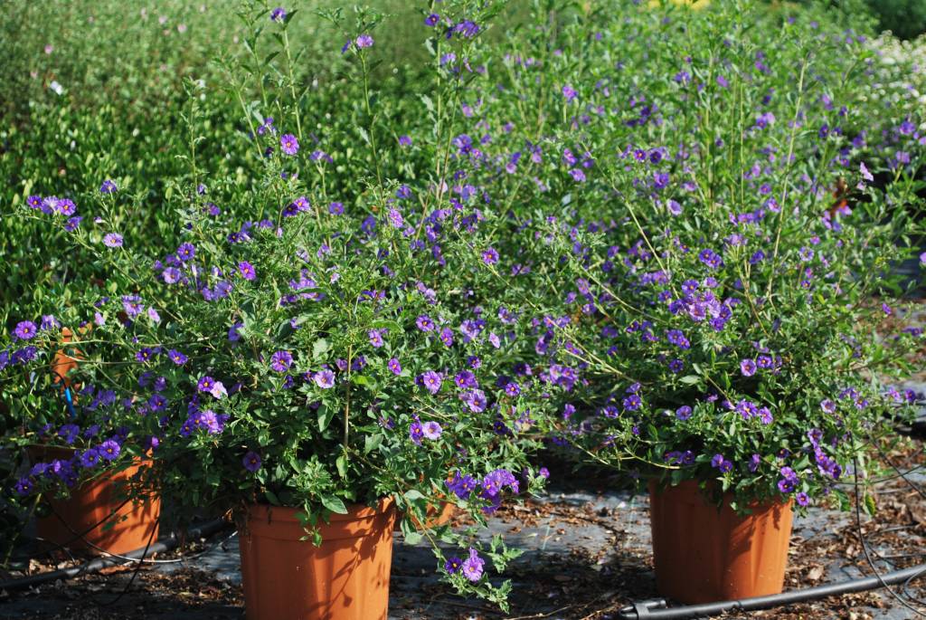 SOLANUM - Catalogo Margheriti