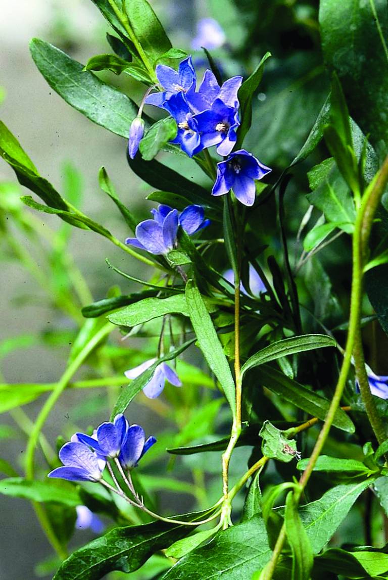 SOLLYA - Catalogo Margheriti