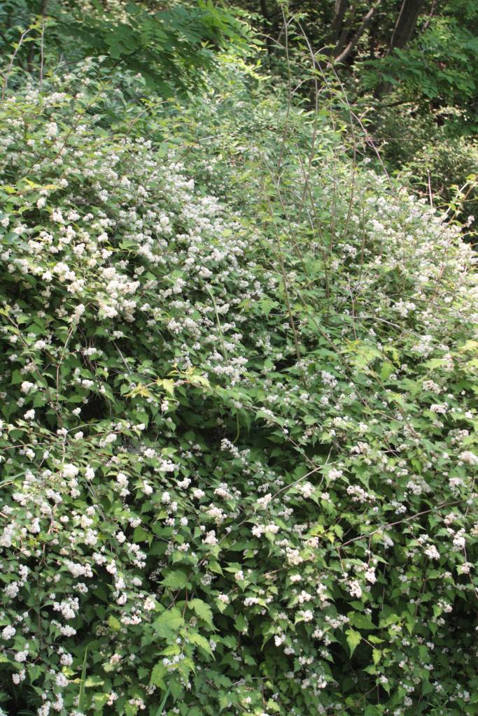 STEPHANANDRA - Catalogo Margheriti