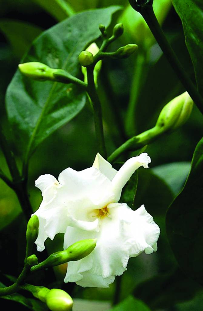 TABERNAEMONTANA - Catalogo Margheriti