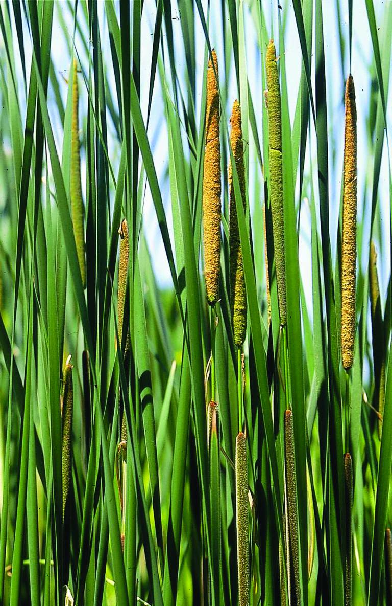 TYPHA - Catalogo Margheriti