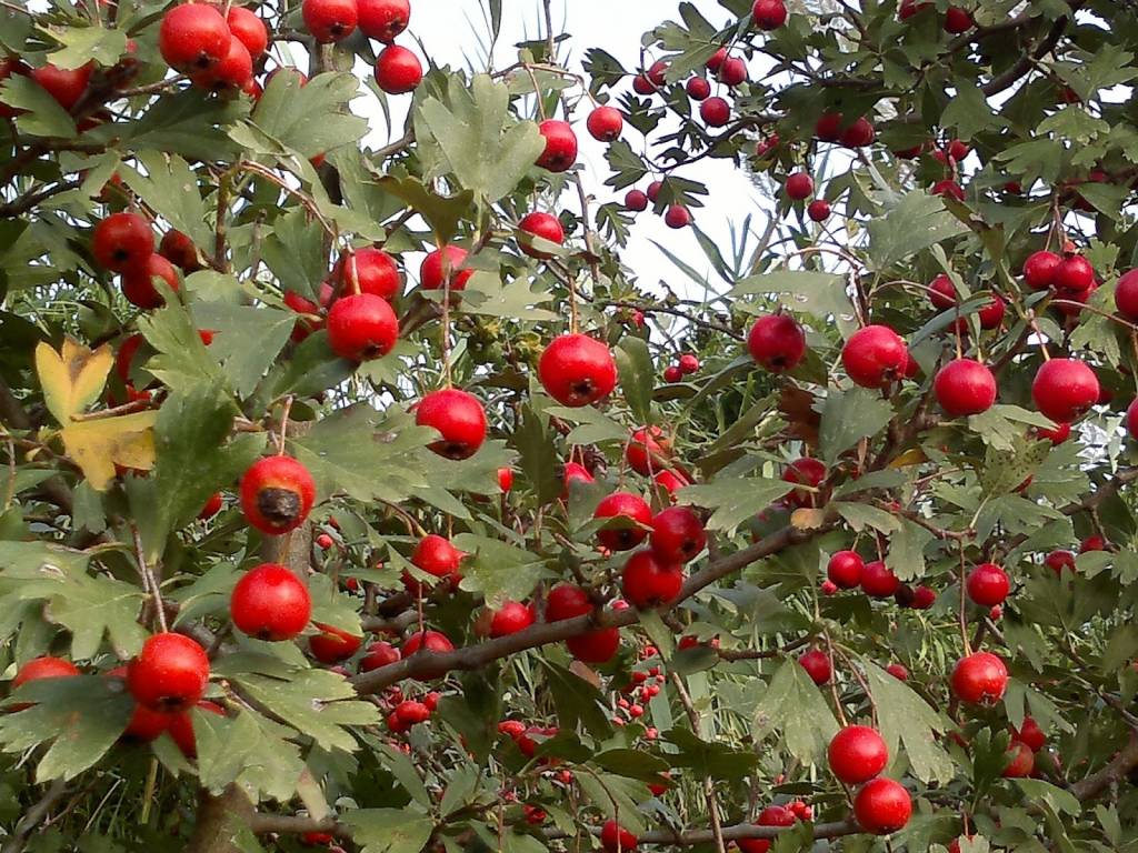 AZZERUOLO / AZAROLE / AZEROLE - Catalogo Margheriti