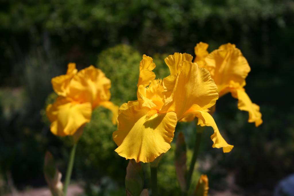 IRIS - Catalogo Margheriti